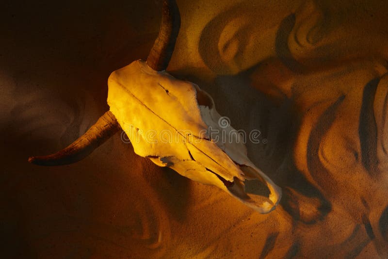 Cow skull in desert sand stock photo. Image of bone, desert - 21583252