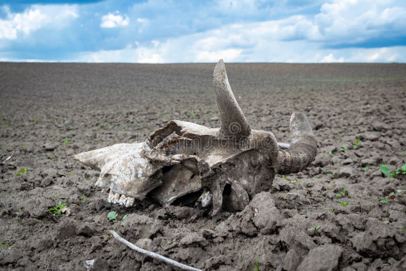 Cow skull on the field stock image. Image of cattle - 225739875