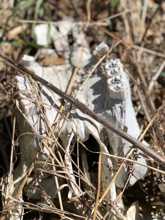 Cow skull in the grass stock photo. Image of dried, skull - 183578470