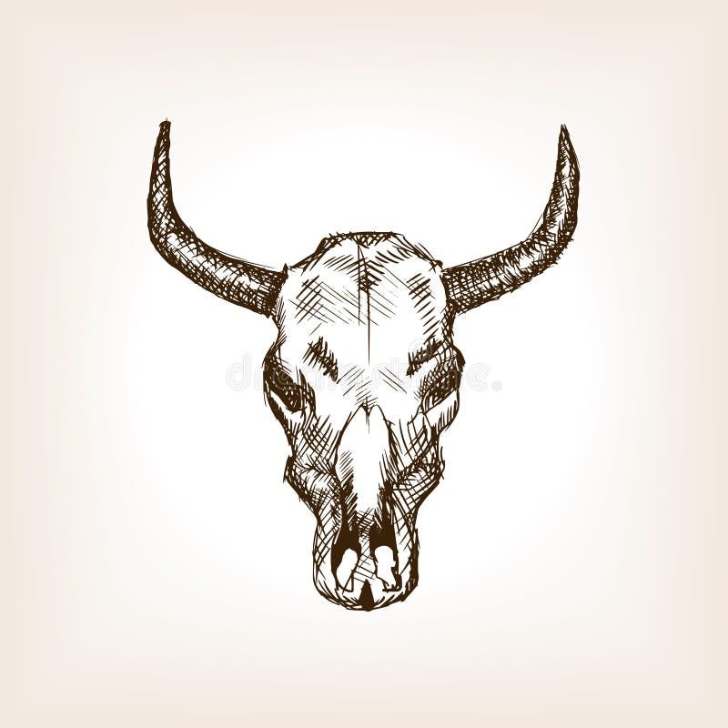 Bull Skull Drawing
