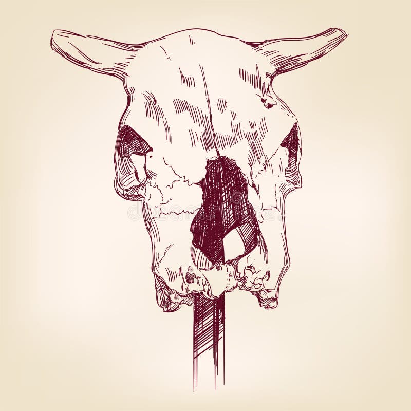 Cow Skull Hand Drawn Vector Llustration Sketch Stock Vector ...