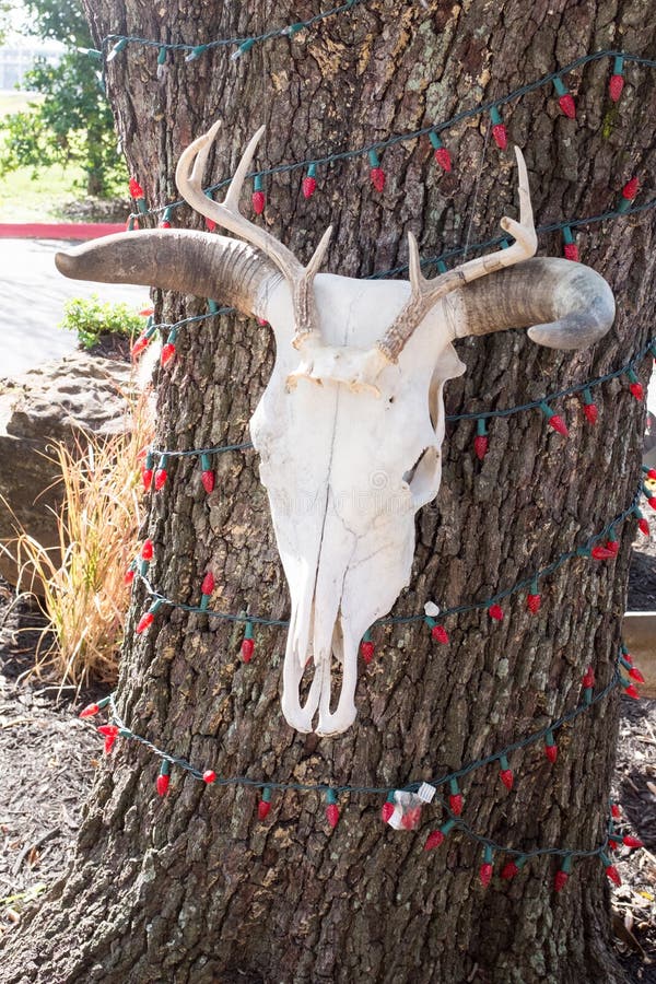Cow Skull Hanging on a Tree with Red Christamas Lights Stock Image ...