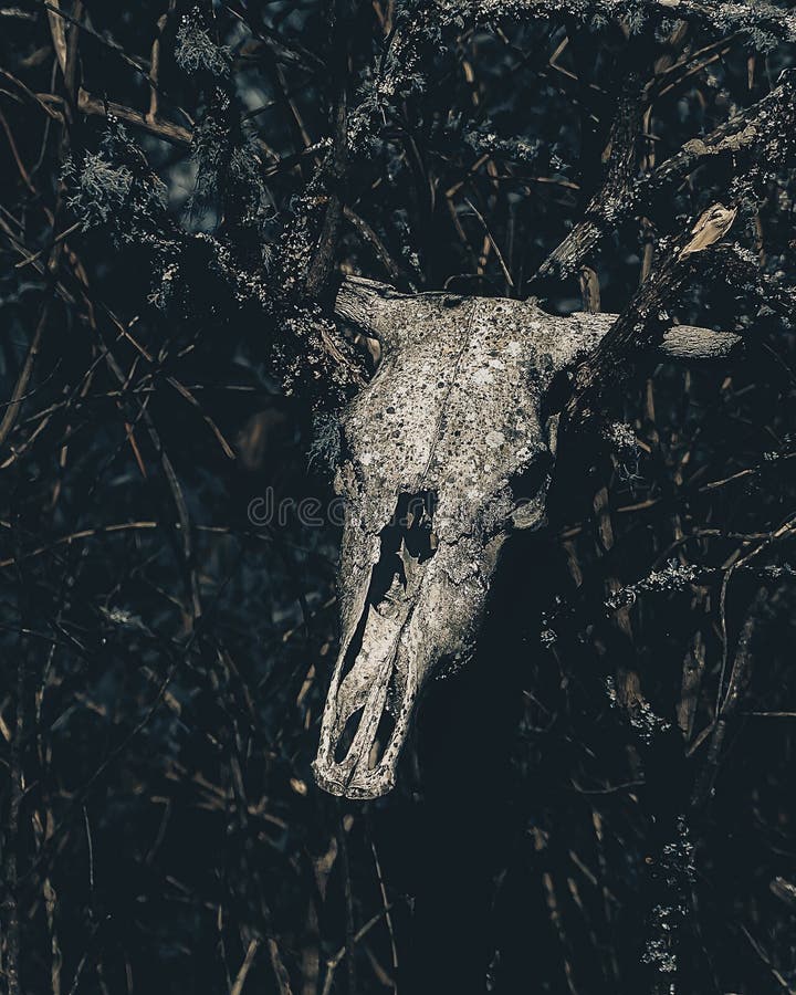 Cow Skull Hanging on a Tree Stock Photo - Image of skull, dark: 149000718