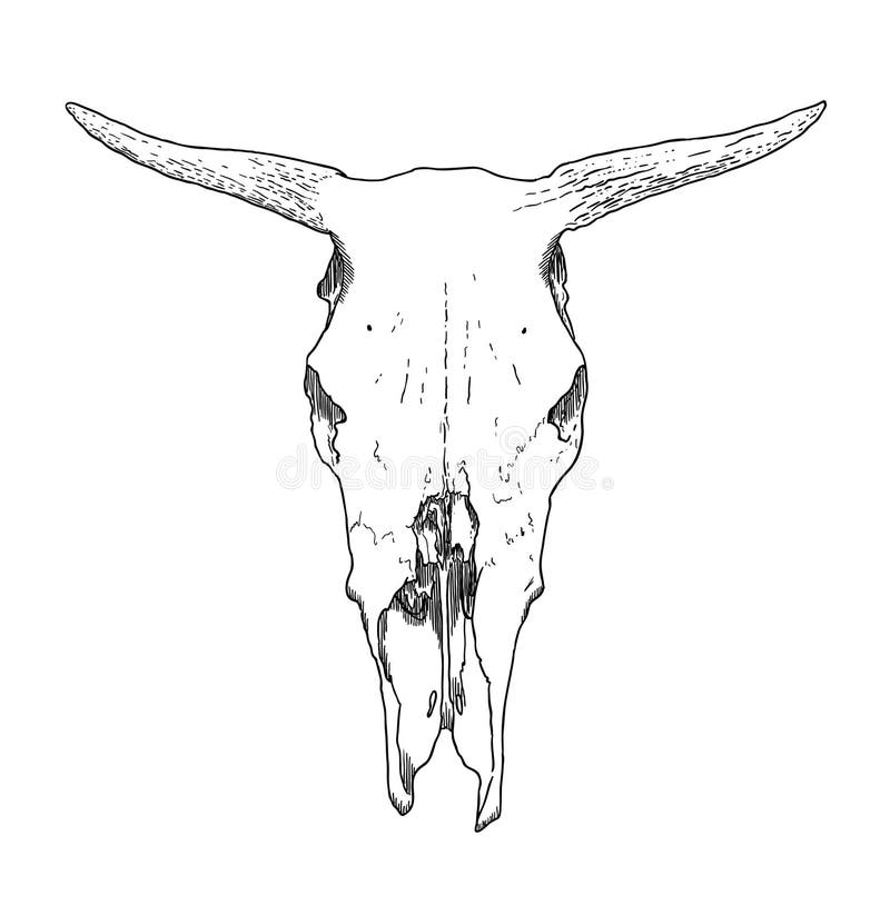 Cow skull stock vector. Illustration of oldschool, graphic - 43283854