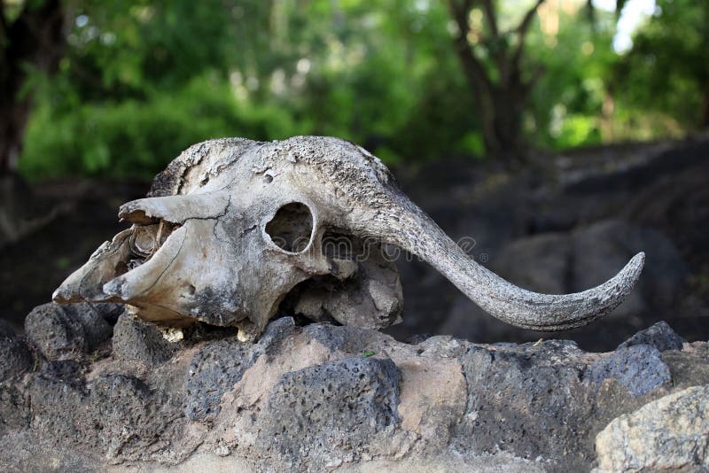Cow Skull on a Rock stock image. Image of deceased, dirty - 89756375