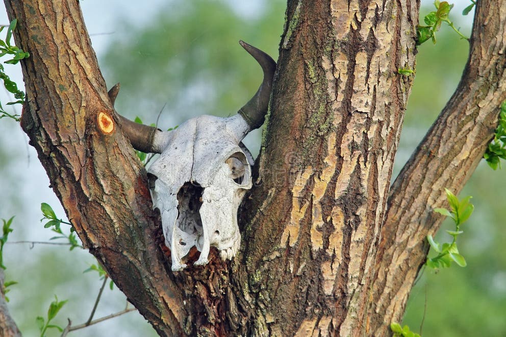 Cow skull. Bones in nature stock photo. Image of mammal - 73728814