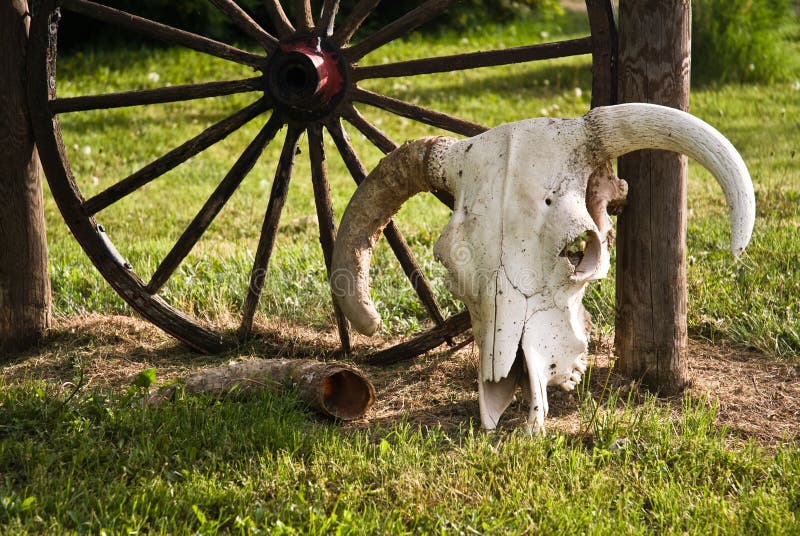 Cow Skull by Wagon wheel stock photo. Image of bone, desert - 5479028