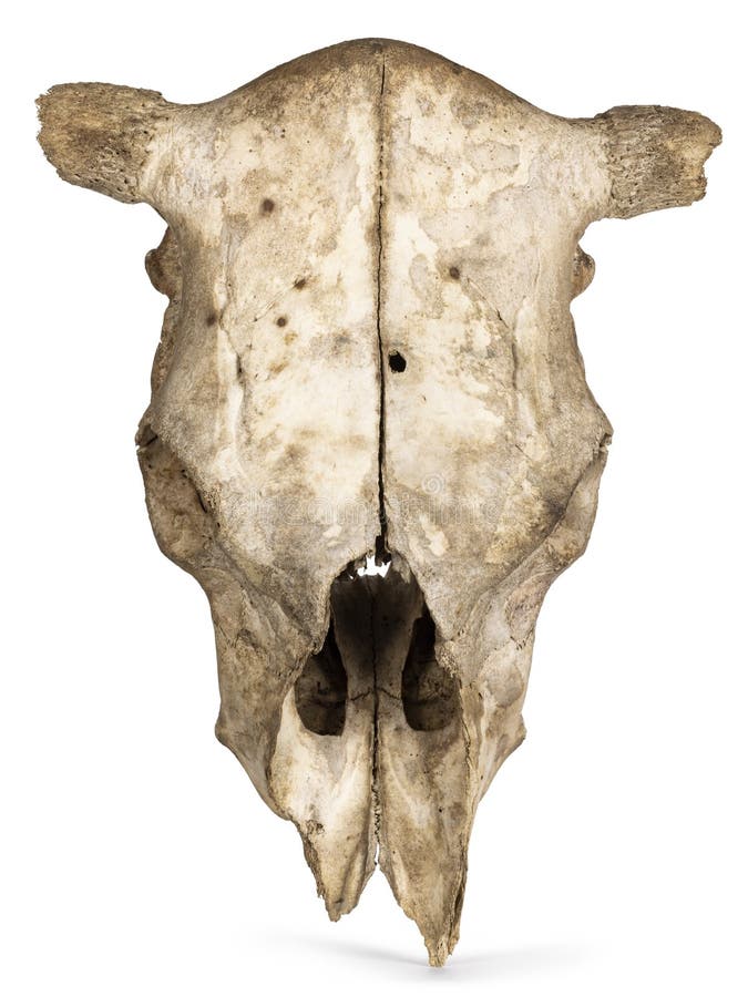 Cow Skull Teeth Stock Photos - Free & Royalty-Free Stock Photos from ...
