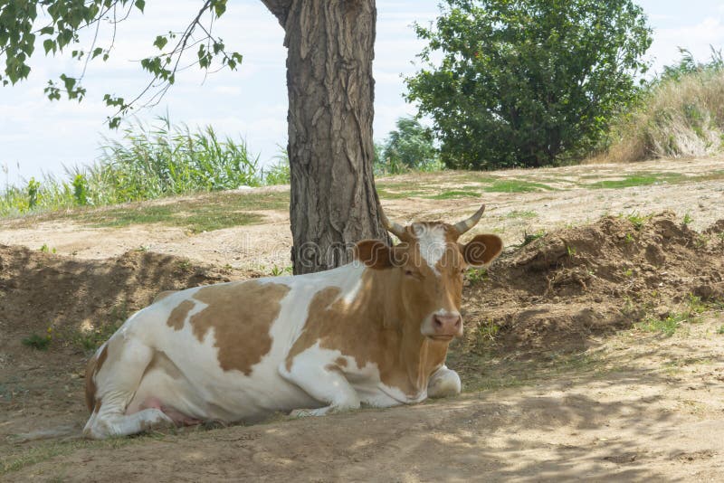 Cattle Sleeping Under Tree Stock Photos - Free & Royalty-Free Stock ...