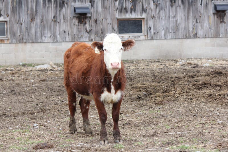 Cow in Small Paddock stock photo. Image of buildings - 43110178