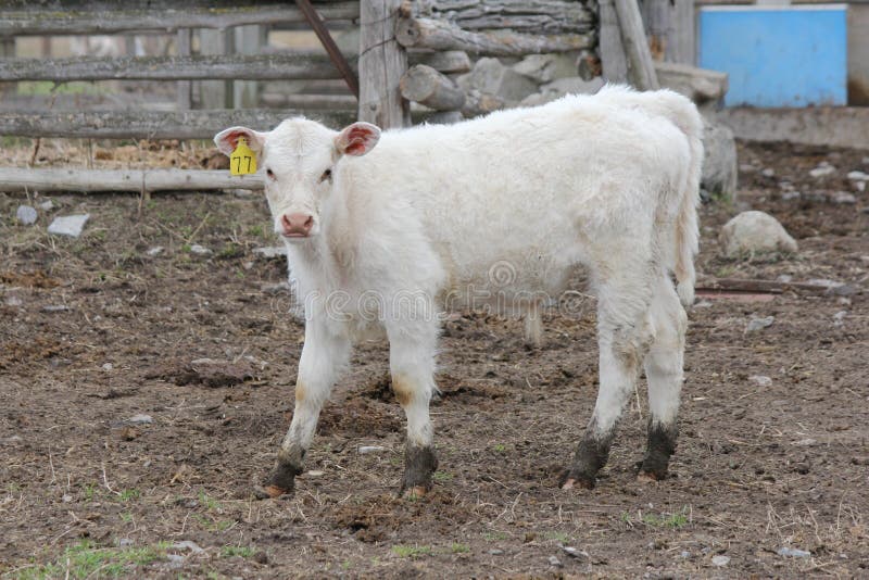 Cow in Small Paddock stock image. Image of white, head - 43110223