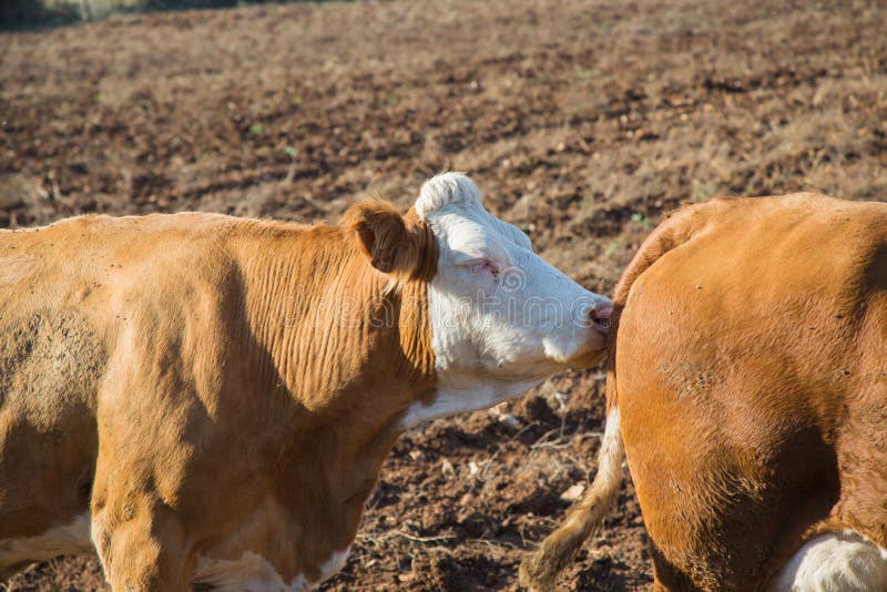 237 Smelling Cow Stock Photos - Free & Royalty-Free Stock Photos from ...