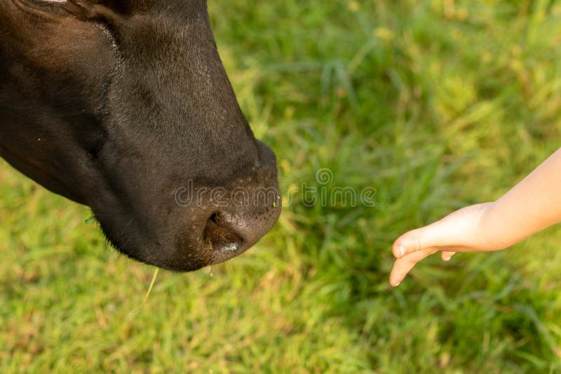 A Cow Smelling a Childs Hand Stock Photo - Image of farm, head: 313155780