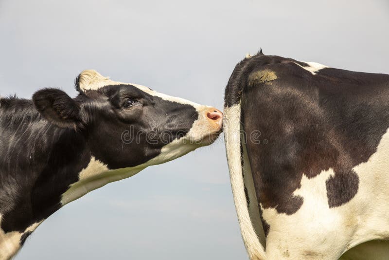 Cow Smells on the Back of Another Black and White Cow, Close Up Sniffs ...