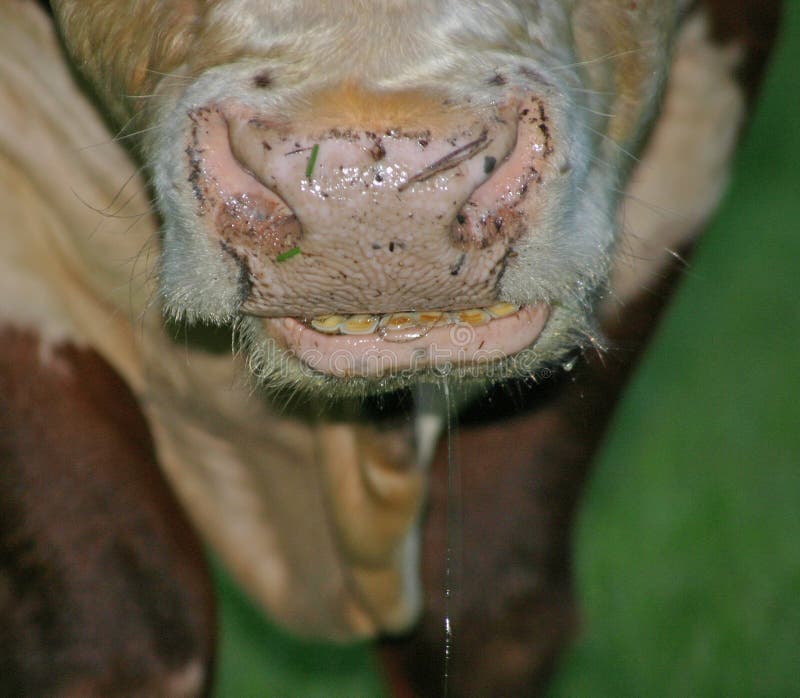 Cows Teeth stock photo. Image of teeth, dead, nature - 39377672