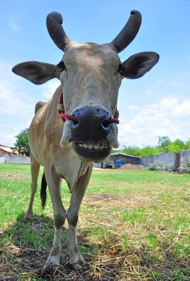 3,183 Smiling Cow Photos - Free & Royalty-Free Stock Photos from Dreamstime