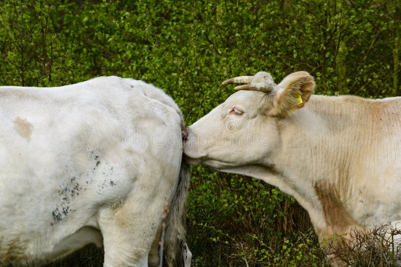 Cow is sniffing stock photo. Image of rural, netherlands - 24536028
