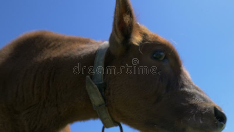 Cow Sniffing the Camera, 4k Stock Video - Video of agricultural, nature ...