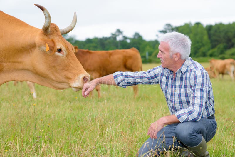 Cow is sniffing stock photo. Image of rural, netherlands - 24536028