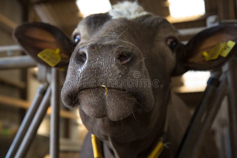 Cow sniffing stock image. Image of stall, herd, barn - 35528789