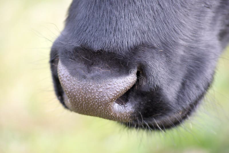 Cow snout close up stock image. Image of mouth, nose - 11341095