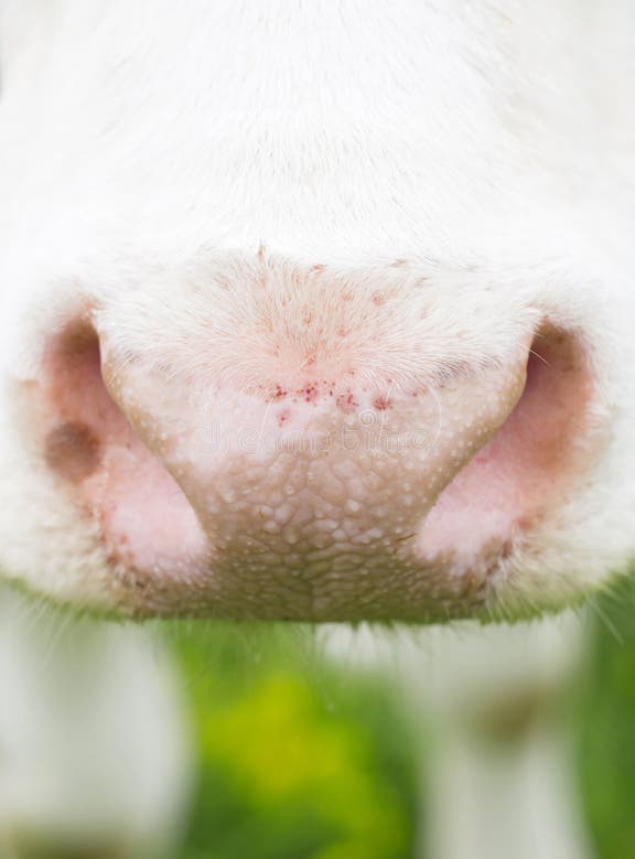 Cow snout stock photo. Image of body, agriculture, look - 43359852