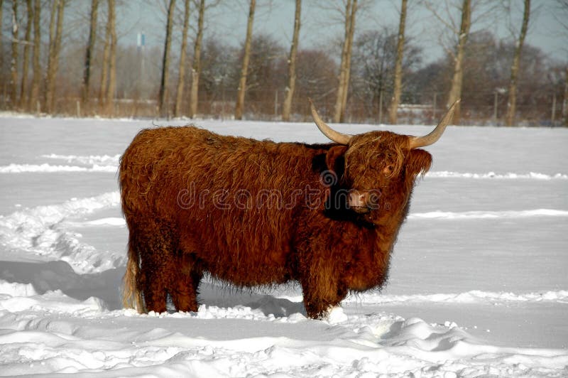 Cow in snow stock photo. Image of livestock, hairy, cold - 6409484