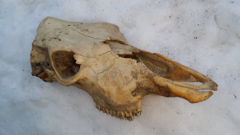 Cow in the snow stock image. Image of ivory, dark, head - 51209695