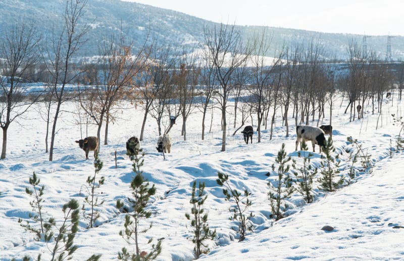 Cow in the snow stock image. Image of field, herd, natural - 137635167