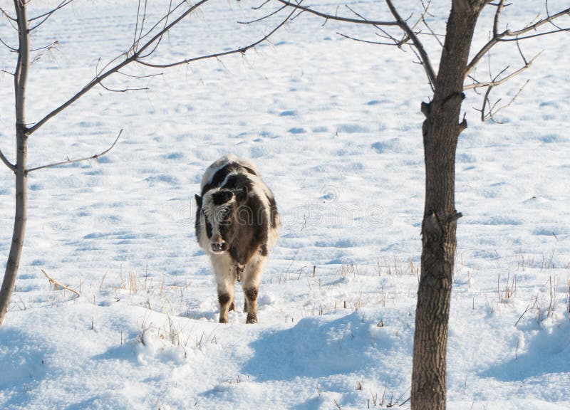 Cow in the snow stock image. Image of cold, snow, season - 137635109