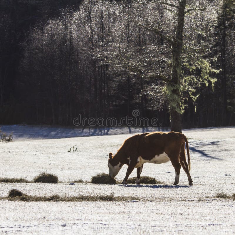 Cow on the snow stock photo. Image of shaggy, cool, blue - 34495946
