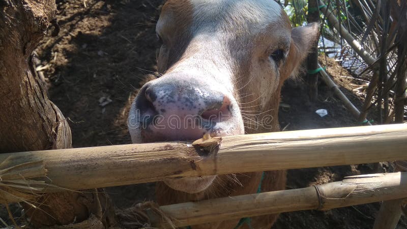 The Cow is Spoiled in His Cage Stock Photo - Image of sculpture, cattle ...