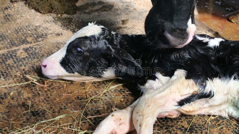 The Cow with a Spotted Newborn Calf in Dairy Stock Video - Video of ...
