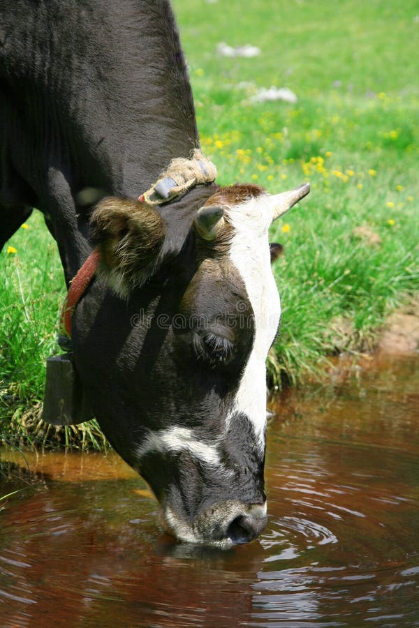 Cow on spring stock image. Image of village, thirsty, animal - 1091841
