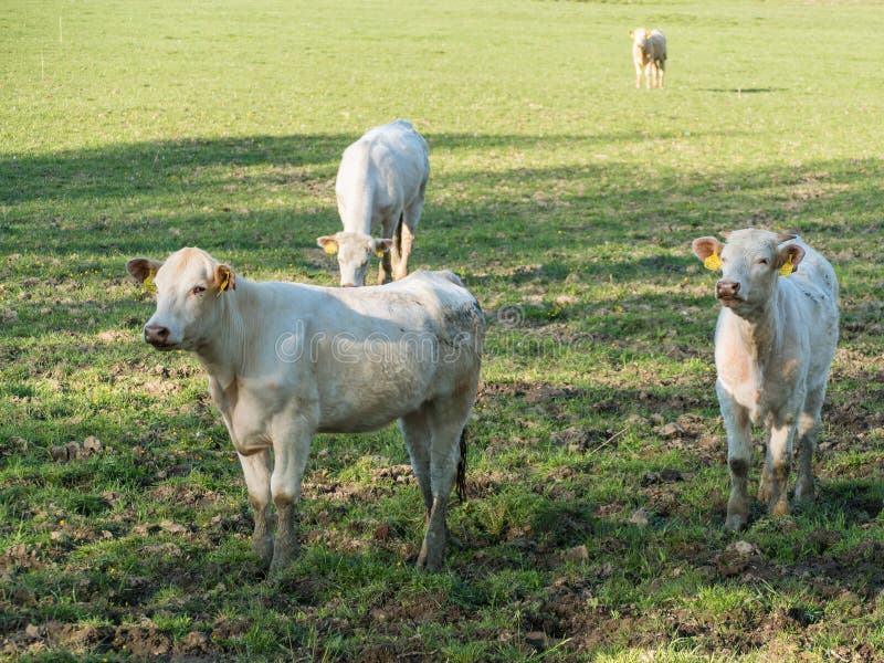 Cow on a spring meadow stock image. Image of europe - 186464381