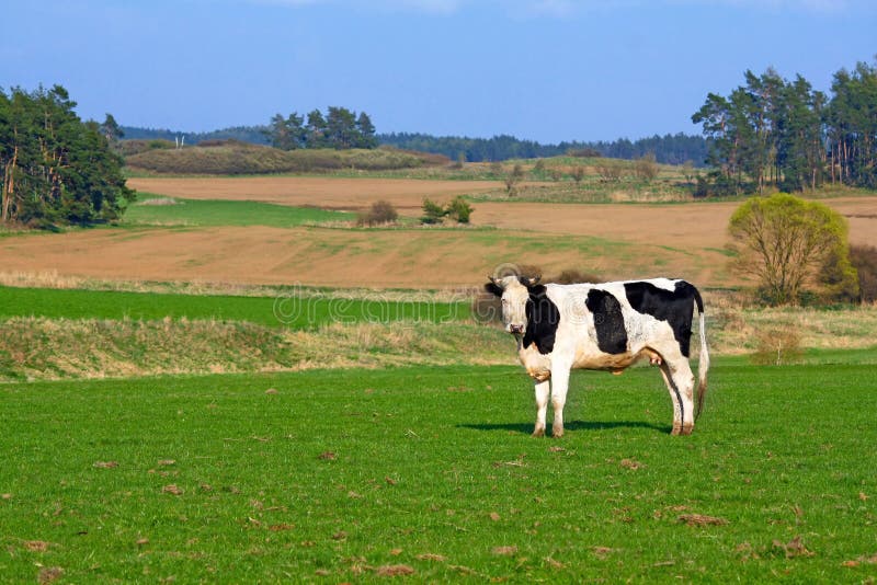 Cow in spring landscape stock photo. Image of green, farm - 9328166
