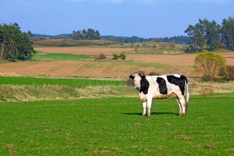 Cow in spring landscape stock photo. Image of green, farm - 9328166