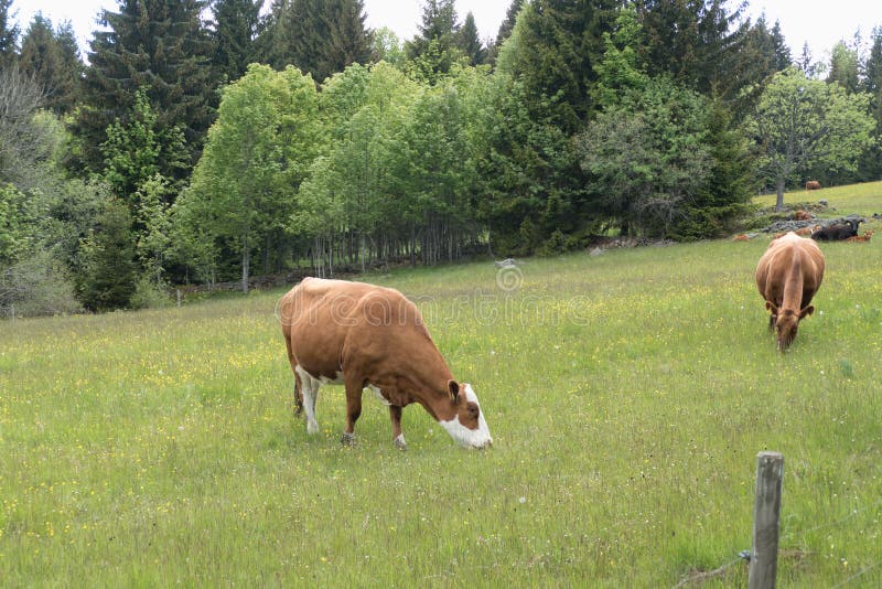 Cow on a spring meadow stock photo. Image of background - 186470186
