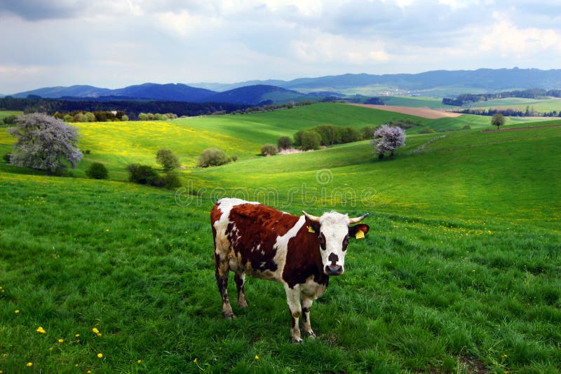 Cow on the spring pasture stock photo. Image of milker - 8466480
