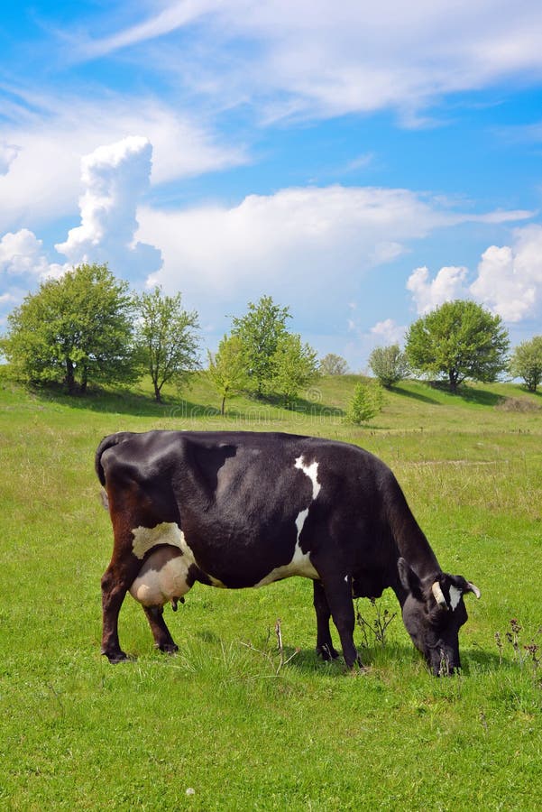 Cow on a spring pasture stock image. Image of ground - 40369087