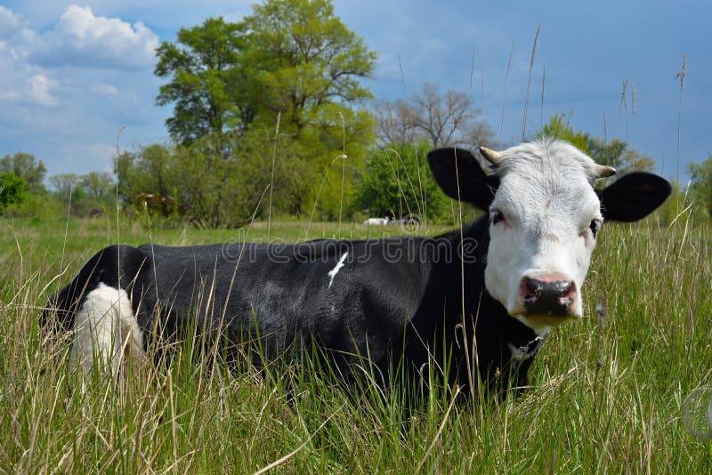 Cow on a spring pasture stock image. Image of grazing - 40369219