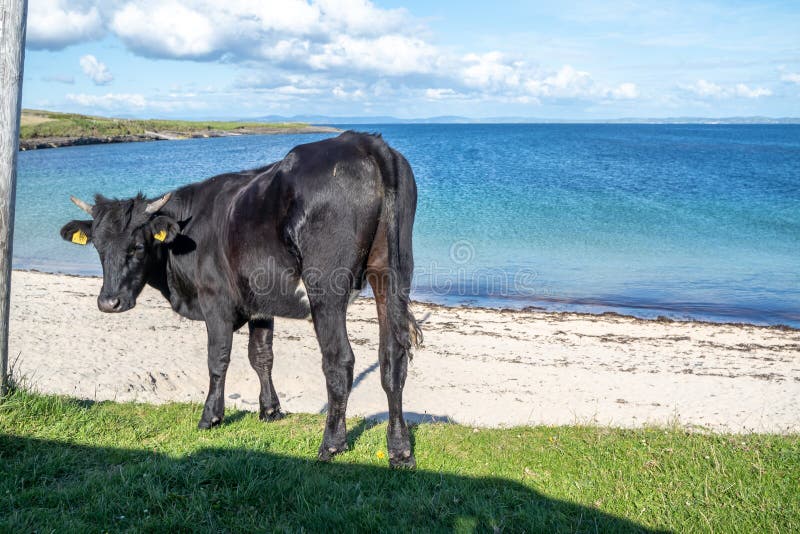 Cow at St Johns Point Beach in County DOnegal - Ireland Stock Image ...