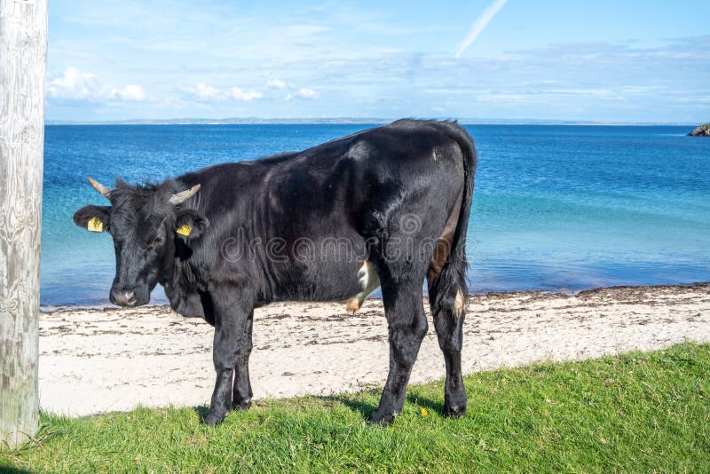 Cow at St Johns Point Beach in County DOnegal - Ireland Stock Image ...