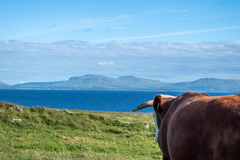 Cow at St Johns Point in County DOnegal - Ireland Stock Image - Image ...