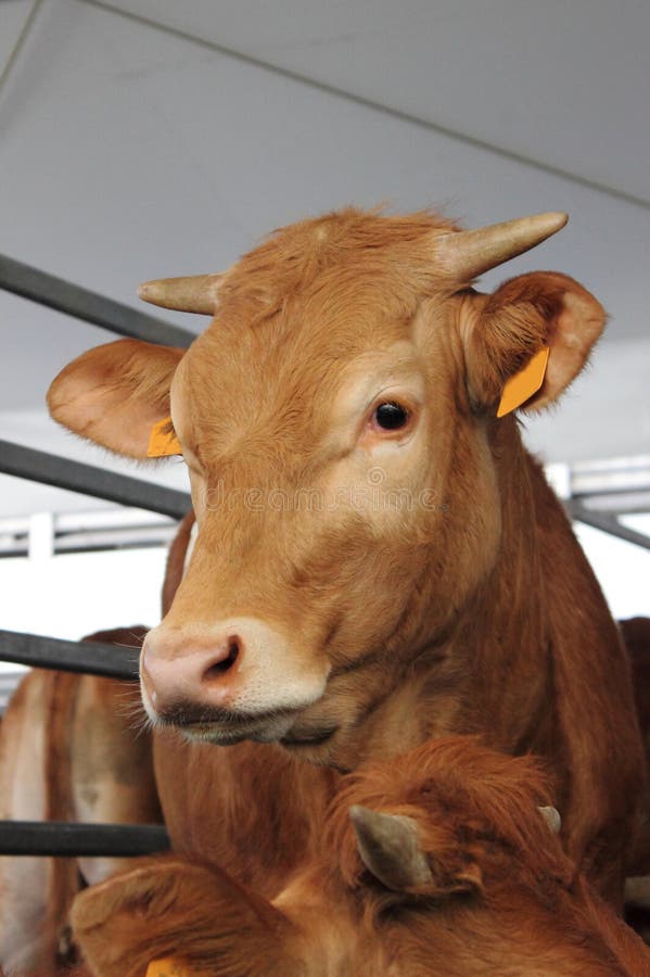 Cow in a stable stock photo. Image of animals, livestock - 51155286