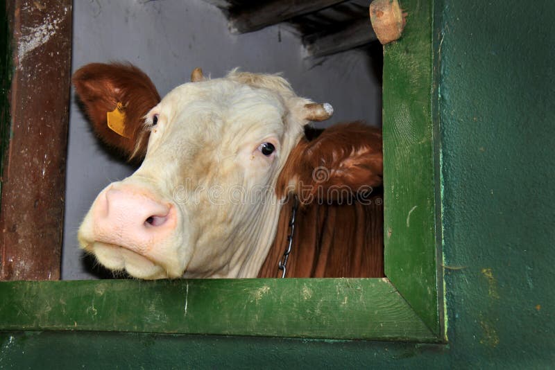 Cow in stable stock image. Image of husbandry, nose - 119377613
