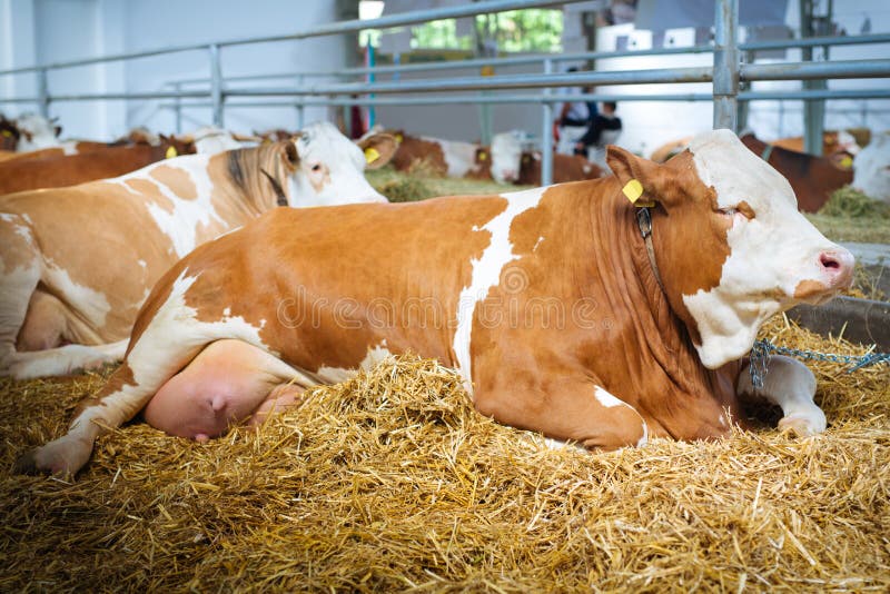 Cow in a stable stock photo. Image of industrial, bull - 71954052