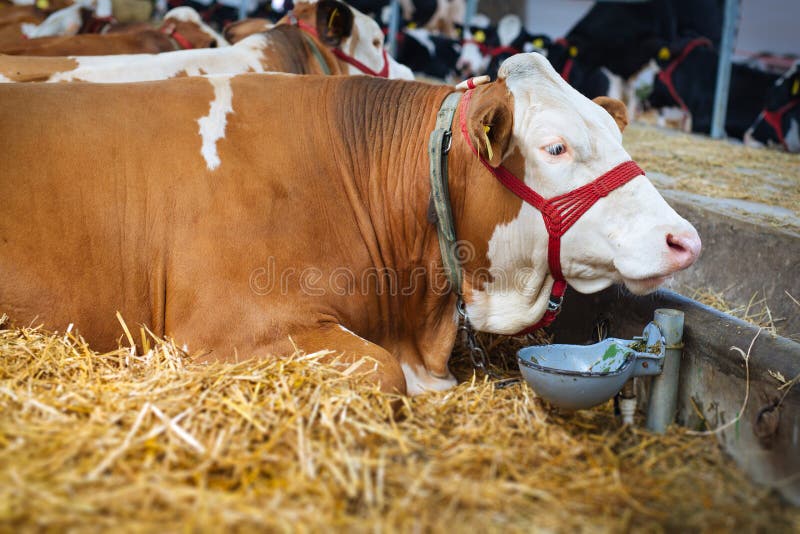 Cow in a stable stock photo. Image of meat, head, animal - 71954068
