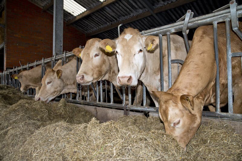 Cow in a stable stock photo. Image of cereal, head, industry - 40426460