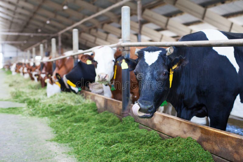 Cow in Stable stock photo. Image of closeup, working - 36903724